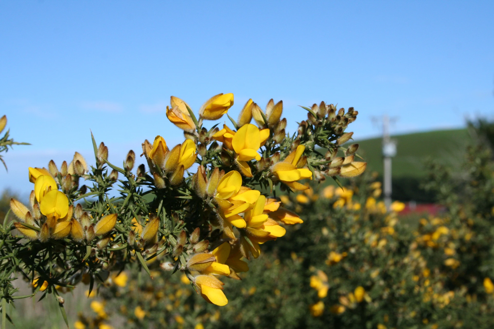 Lead the Future of Gorse Management in Victoria – Become the Next VGT ...